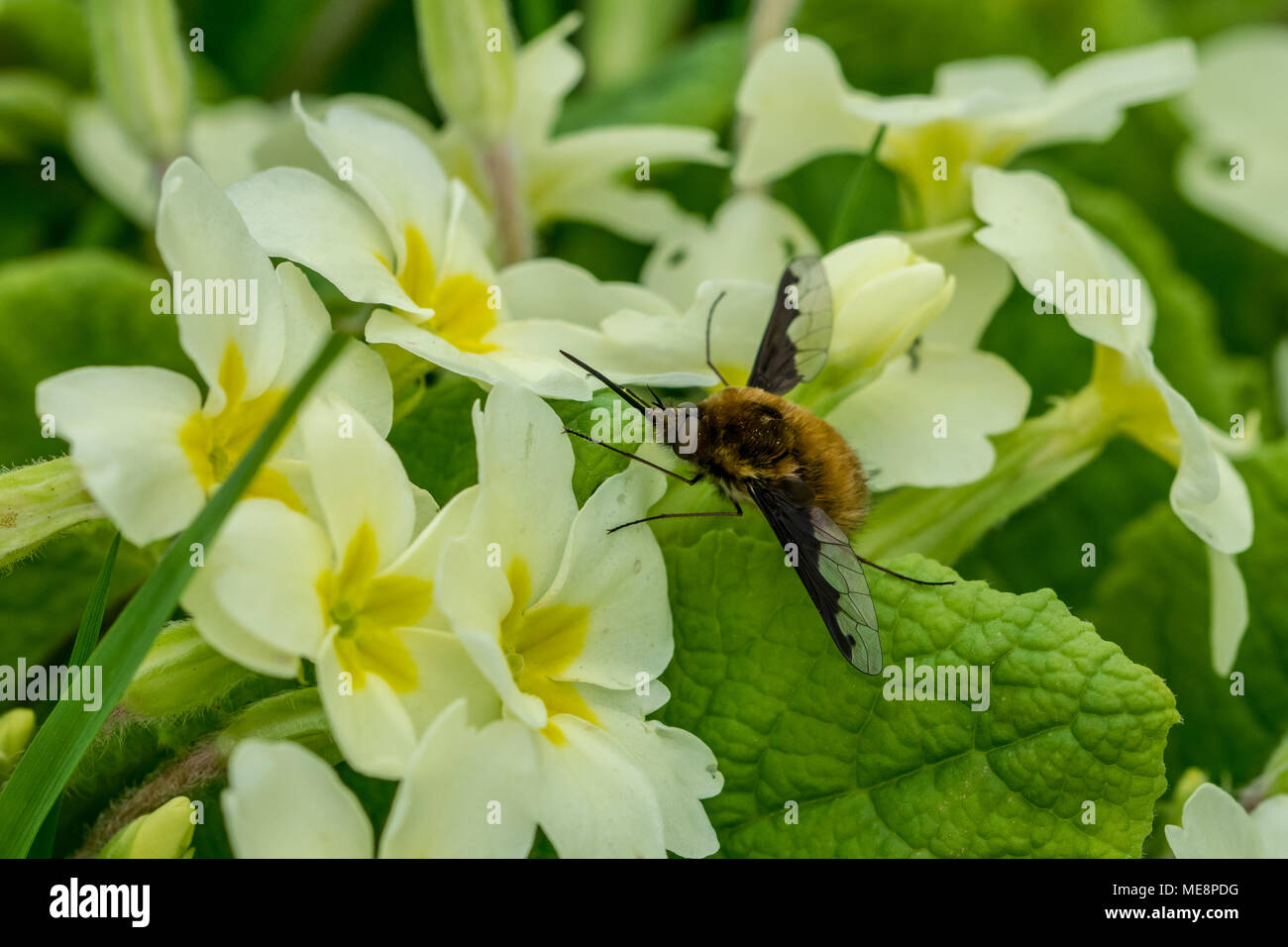 Bombylius major (bee fly) on spring primrose flowers Stock Photo - Alamy