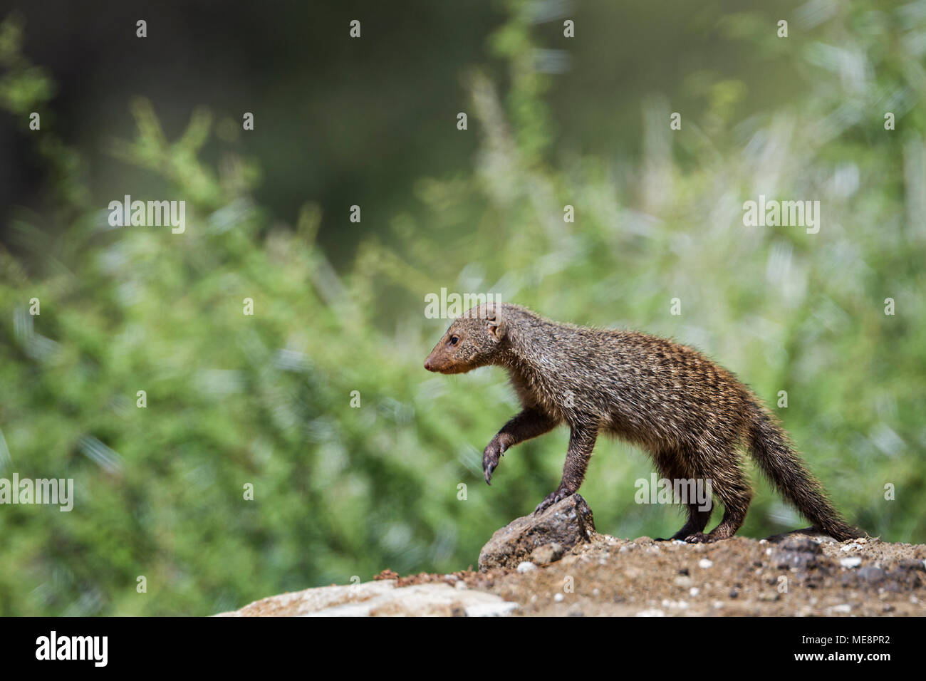Banded mongoose in Mapungubwe national park, South Africa ;Specie ...