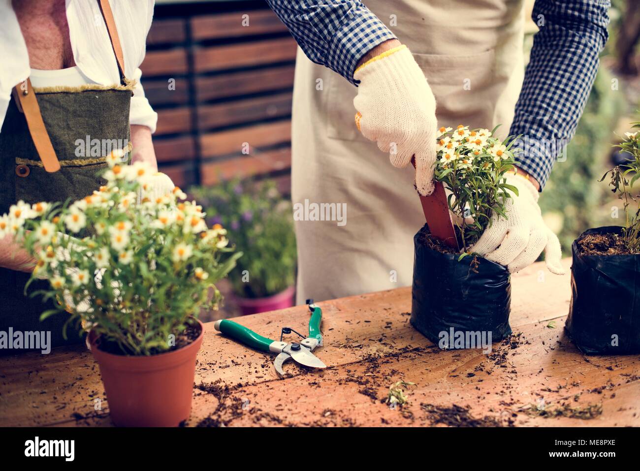 People are planting flowers Stock Photo - Alamy