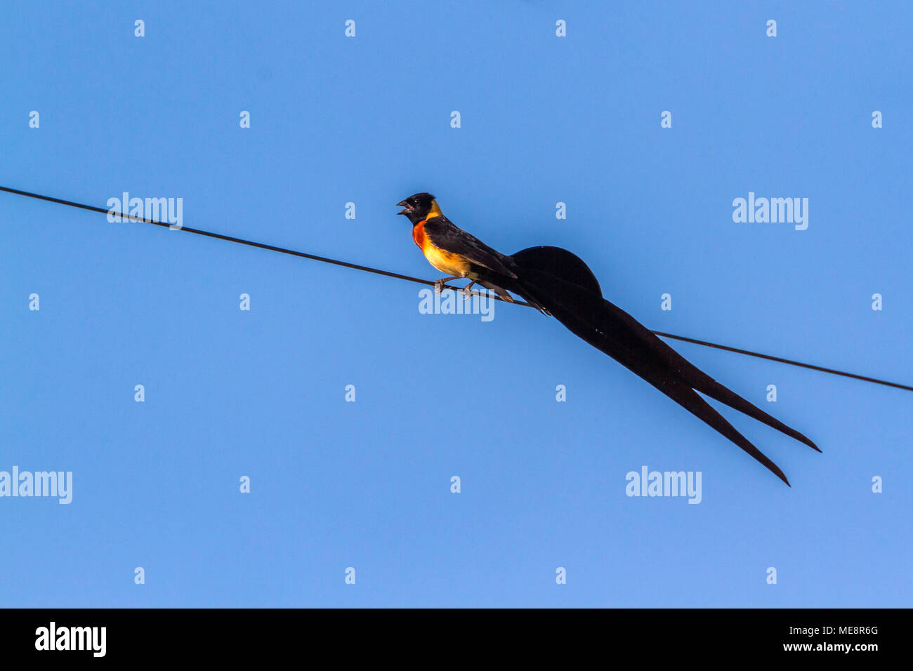 Broad-tailed paradise whydah in Mapungubwe national park, South Africa ...
