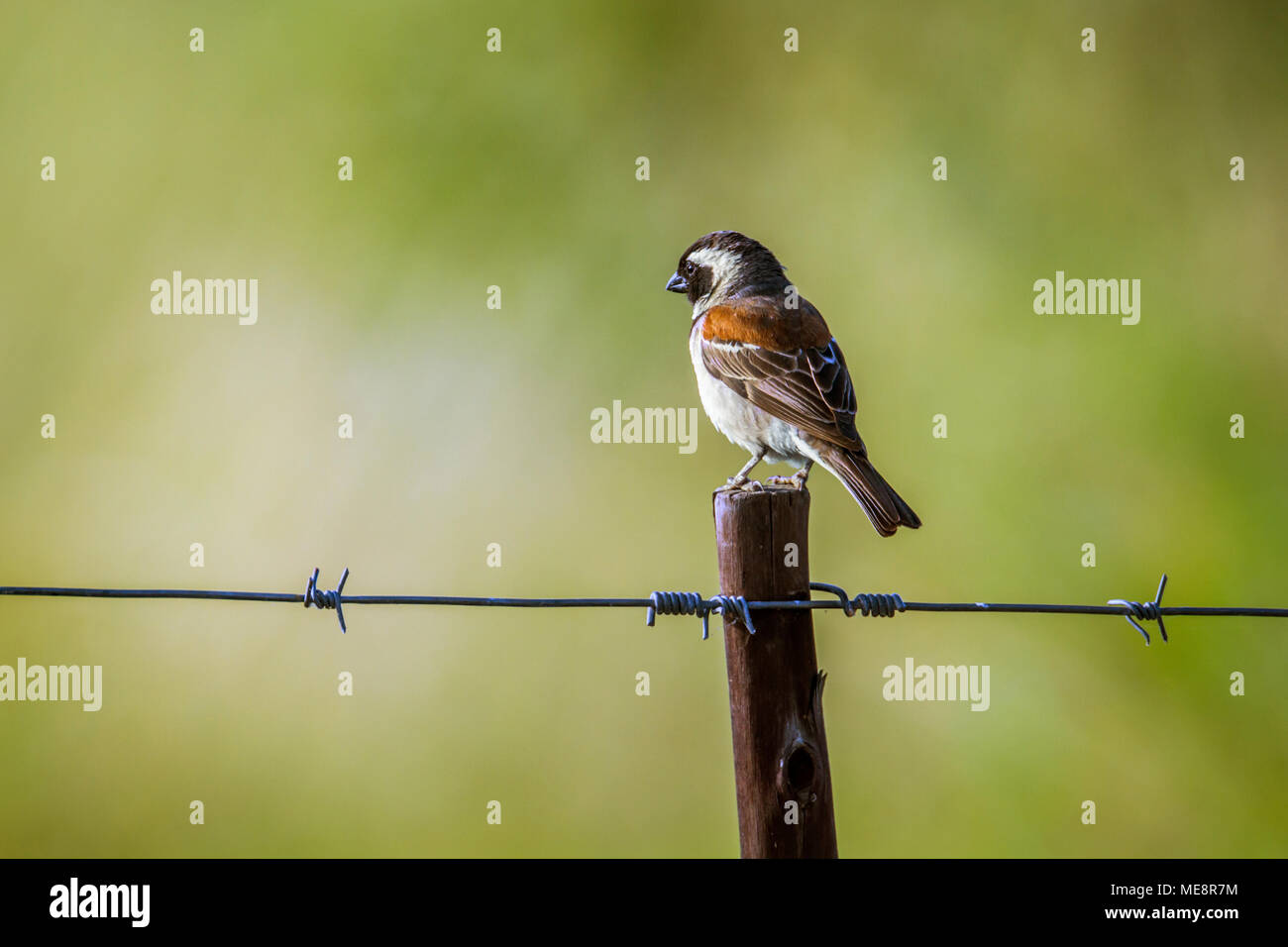 Cape sparrow in Mapungubwe national park, South Africa ;Specie Passer ...