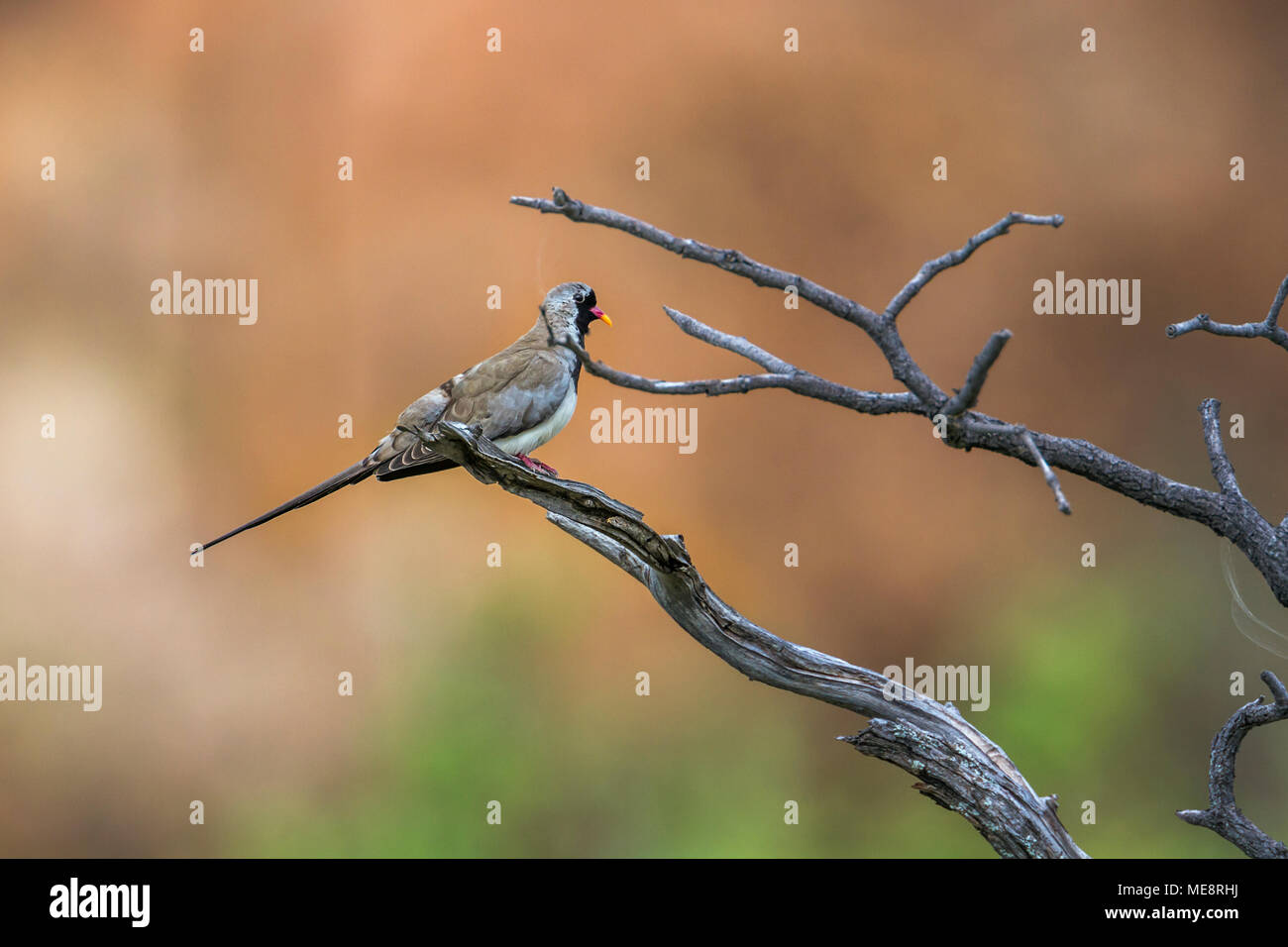 Namaqua pigeon hi-res stock photography and images - Alamy