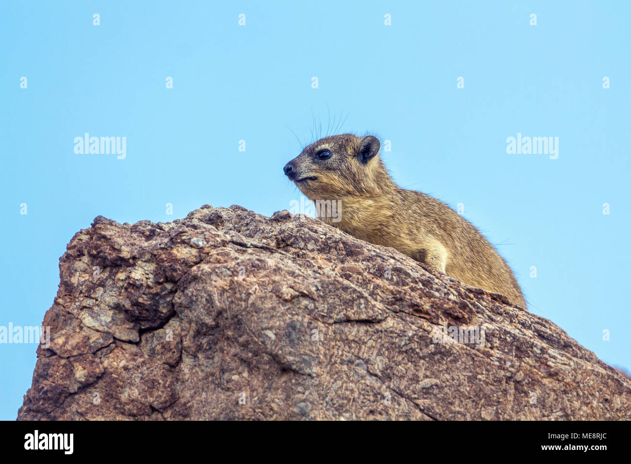 Rock hyrax in Mapungubwe national park, South Africa ;Specie Procavia ...