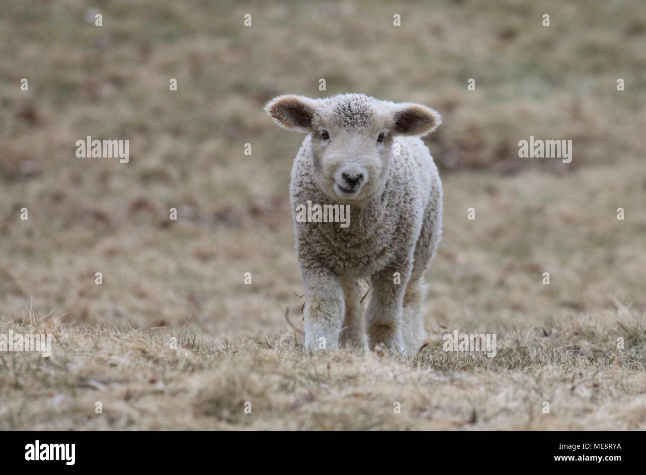 A little white woolly lamb standing in a field on a farm in Springtime ...