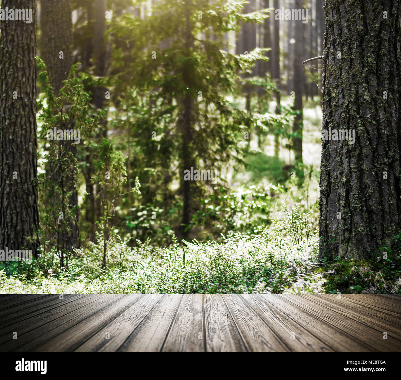 Wild trees in forest Stock Photo - Alamy
