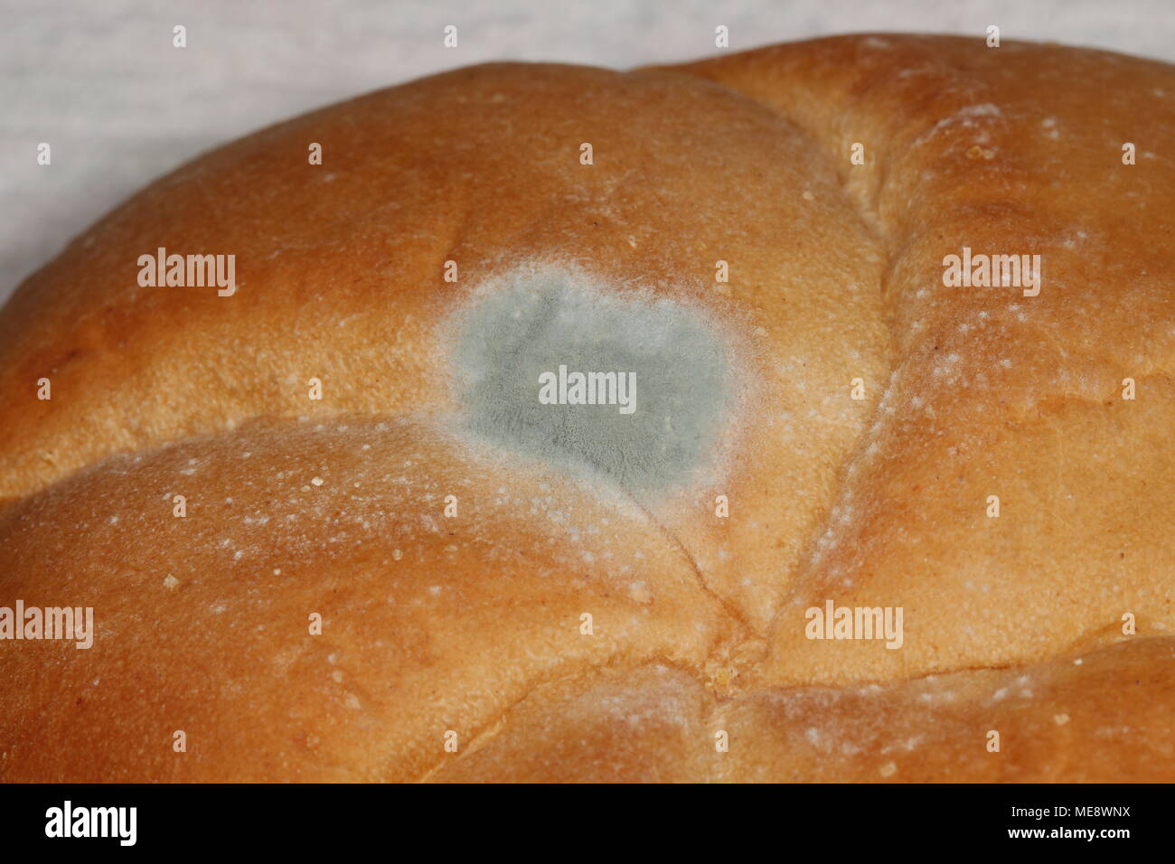Bread mold hi-res stock photography and images - Alamy