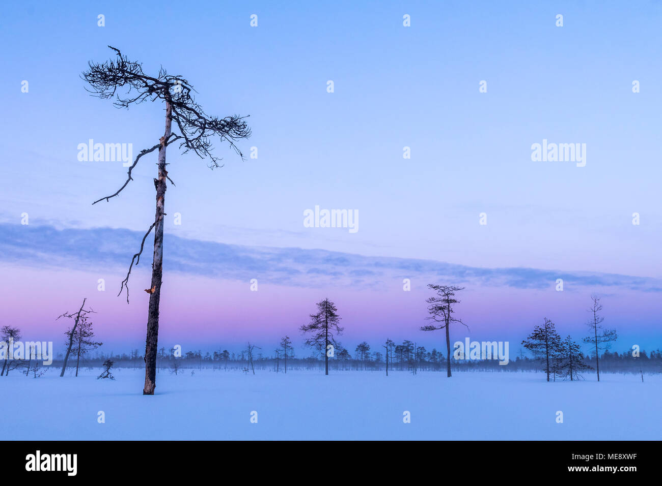 Wintry mire hi-res stock photography and images - Alamy