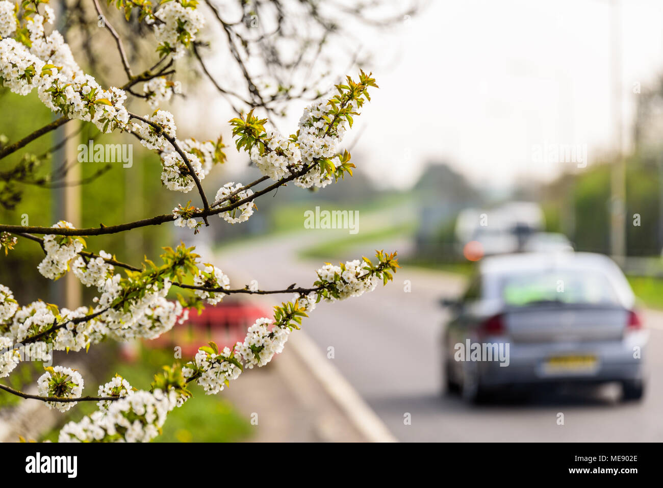 White spring flowers over UK motorway traffic Stock Photo - Alamy