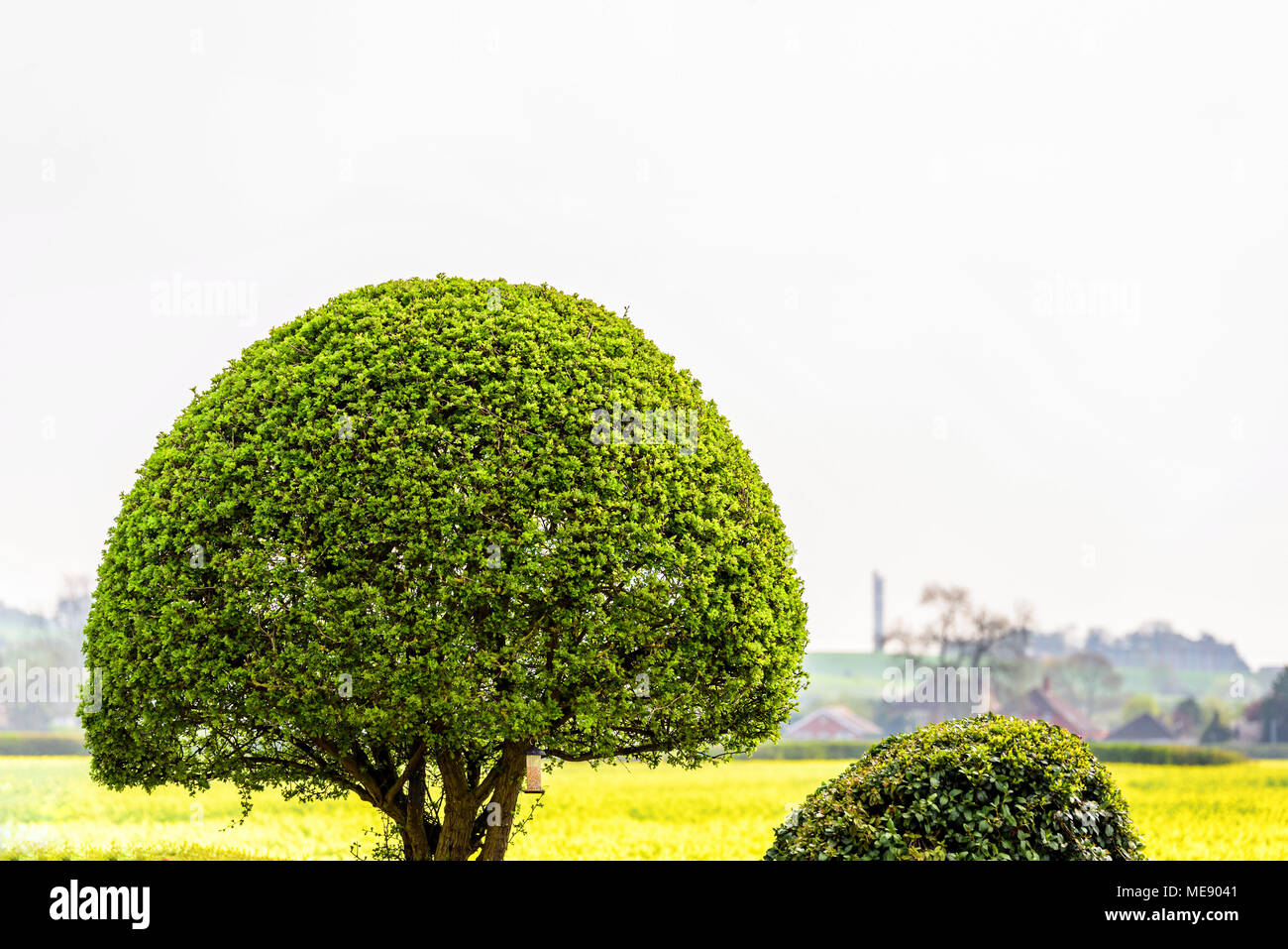 park with shrubs and green lawns, landscape design over canola field ...