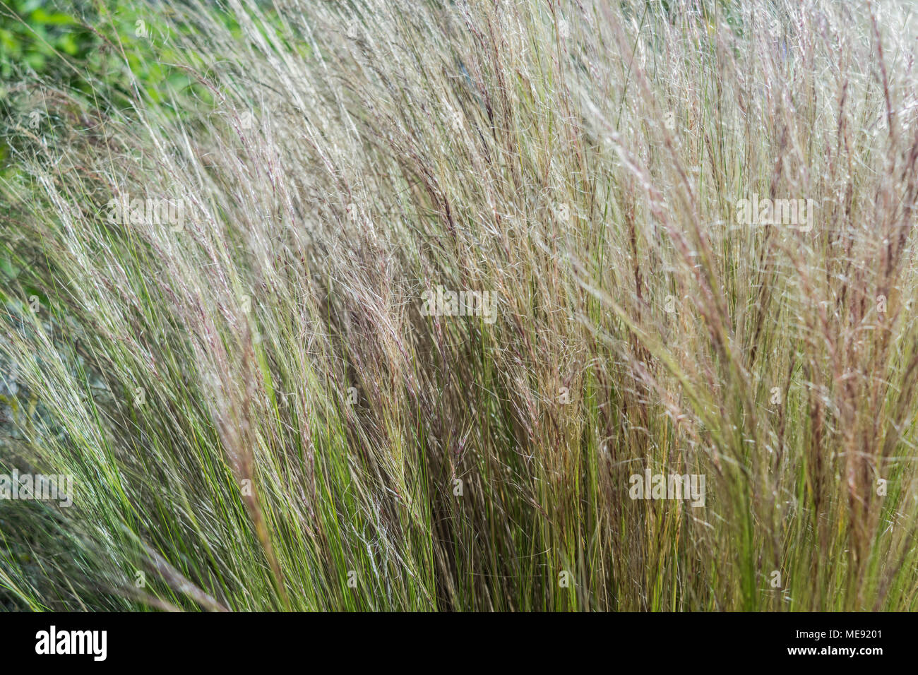 Isolated, up close shot of tall wild grass Stock Photo - Alamy