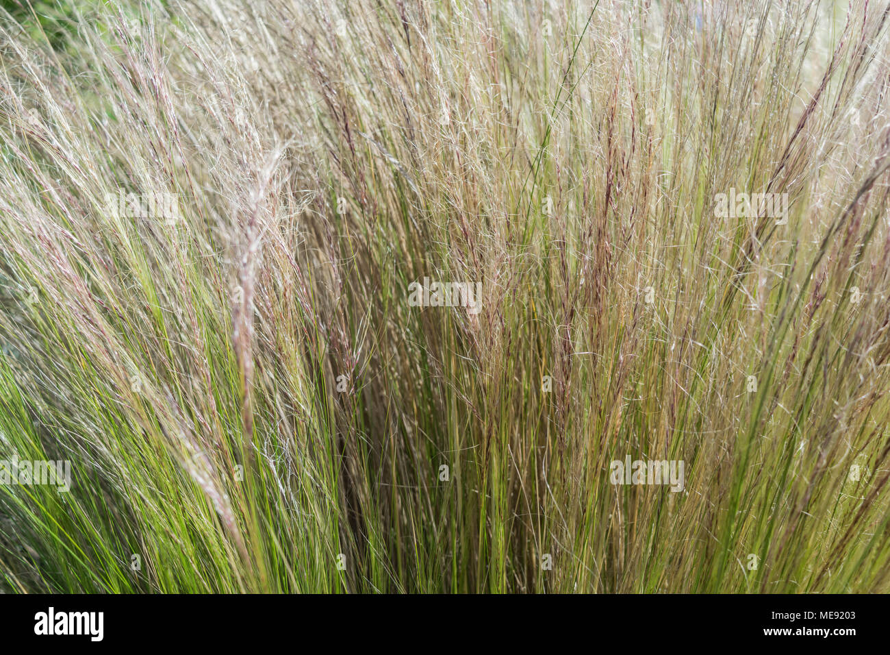 Isolated, up close shot of tall wild grass Stock Photo - Alamy