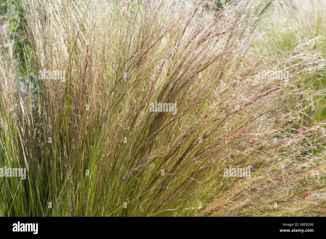 Tall wild grass hi-res stock photography and images - Alamy