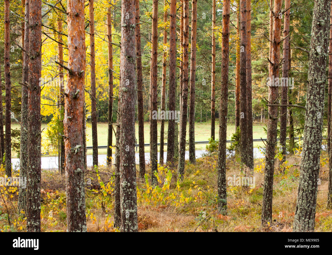 Beautiful autumn forest landscape and road behind the trees Stock Photo ...