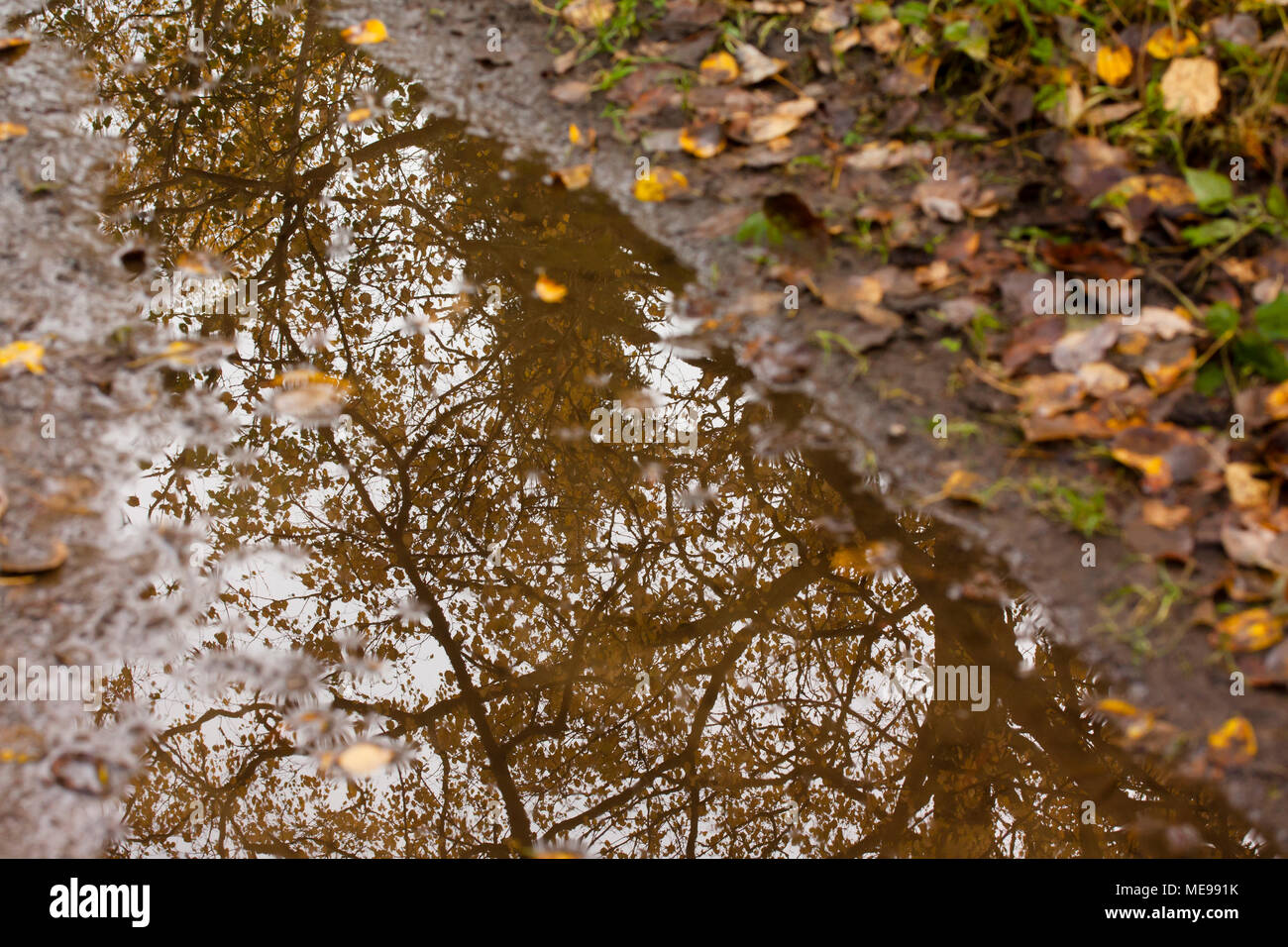 Colorful autumn leaves in a rain puddle Stock Photo - Alamy