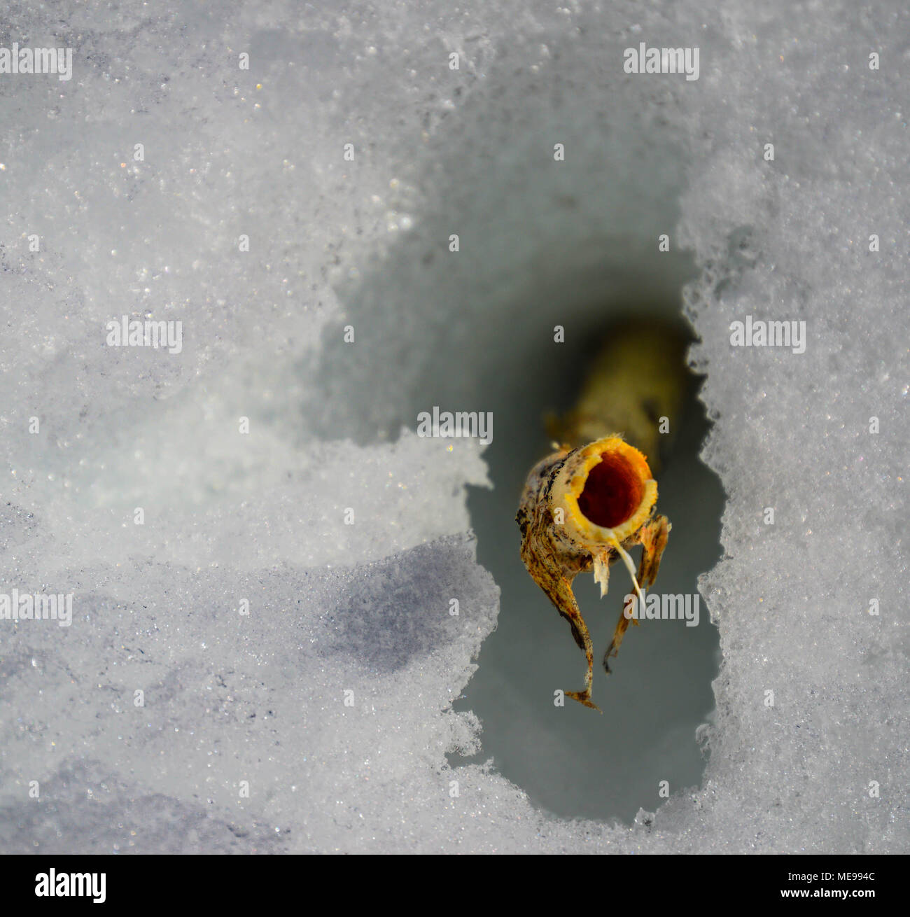 Surviving nature hi-res stock photography and images - Alamy