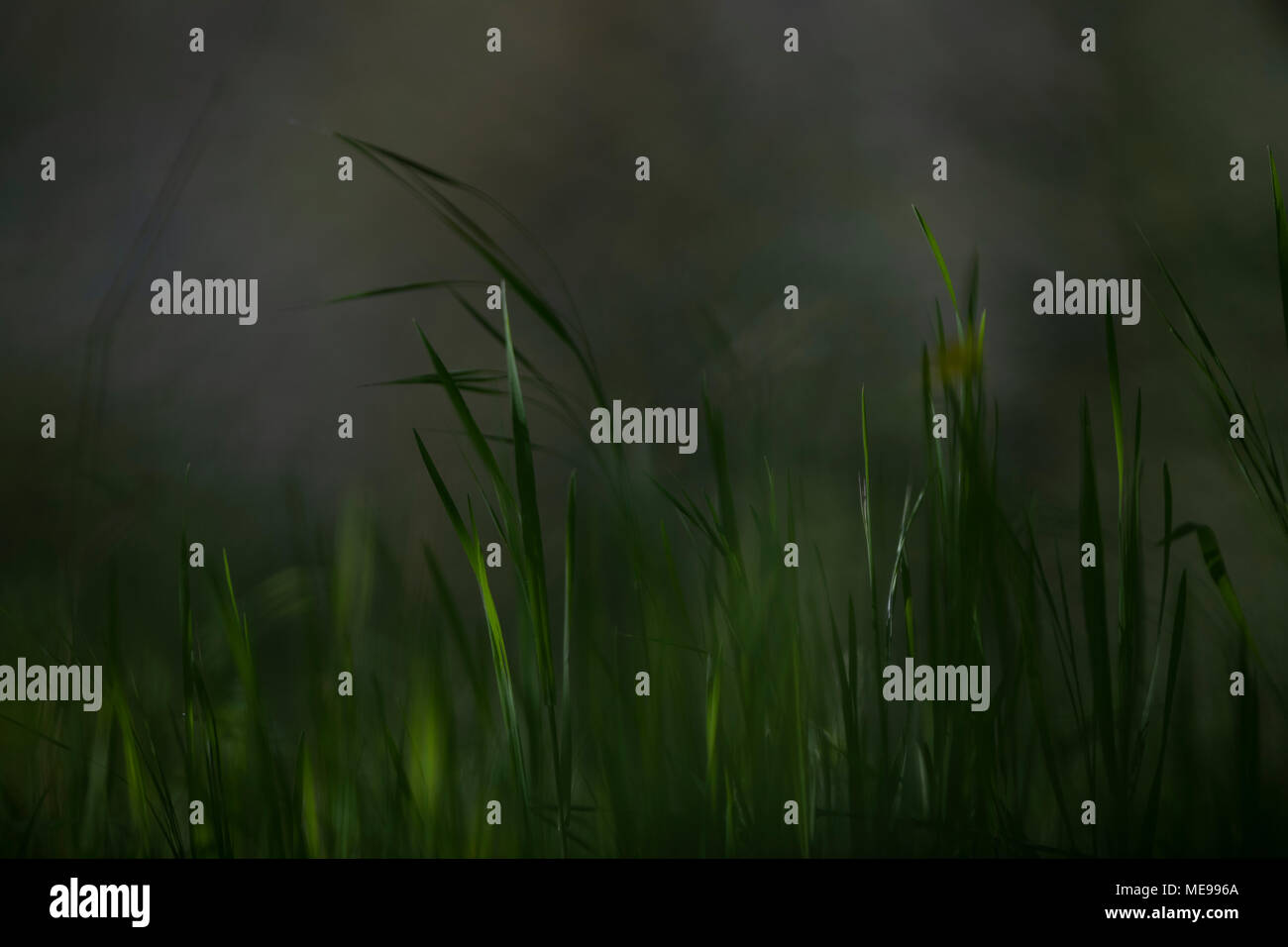 Grass dark night background hi-res stock photography and images - Alamy