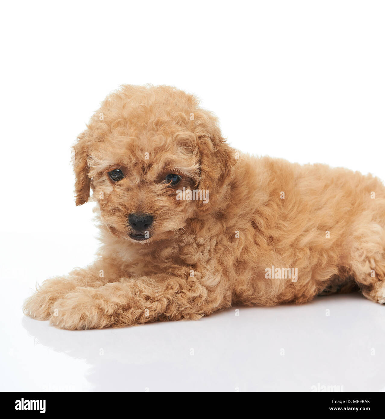 Sweet small poodle puppy laying isolated on white background Stock ...
