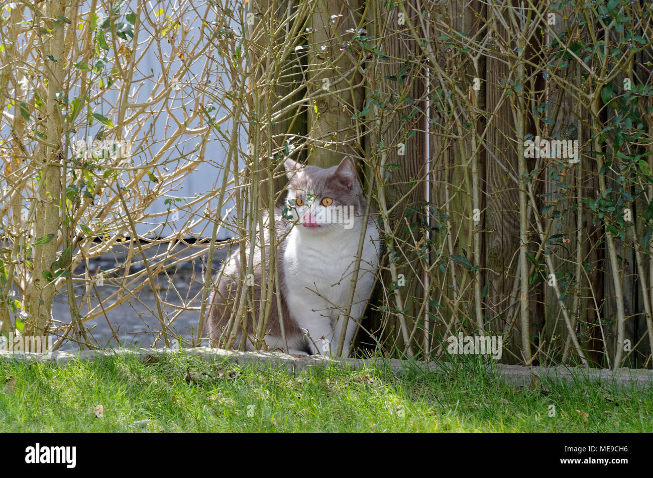 Lilac white cat tree hi-res stock photography and images - Alamy