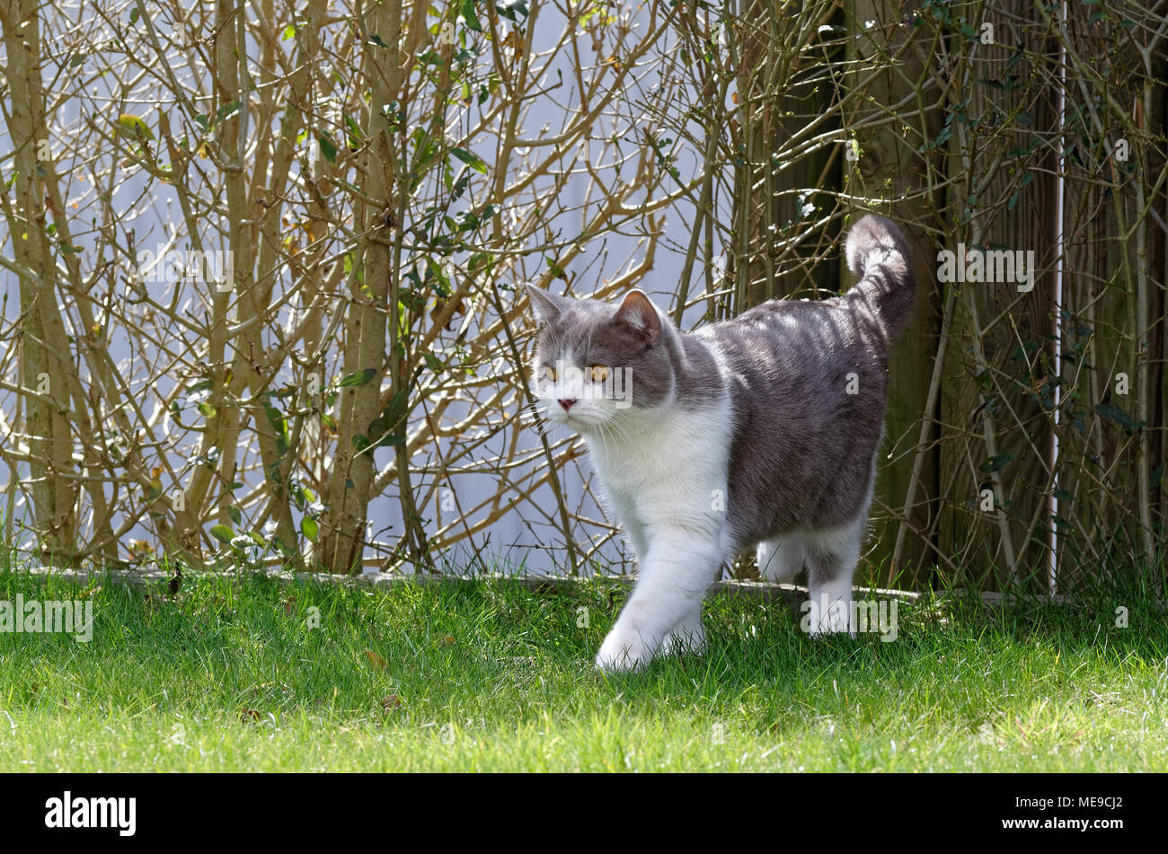Lilac hedge hi-res stock photography and images - Alamy