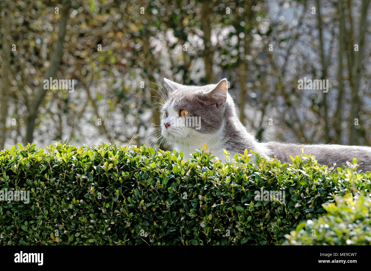 British shorthair cat looking over boxwood hedge Stock Photo - Alamy