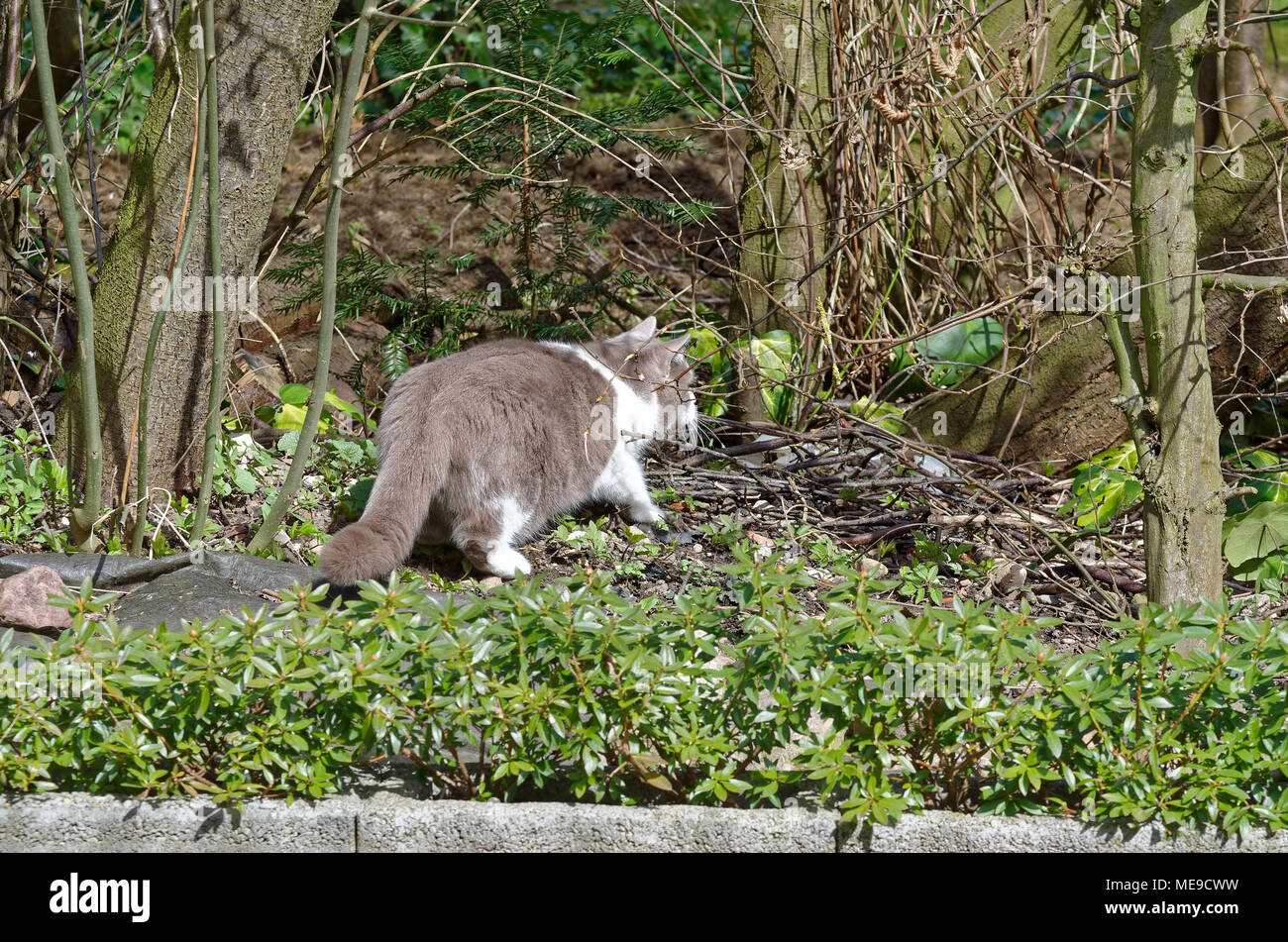British shorthair cat hunting in the bush Stock Photo - Alamy