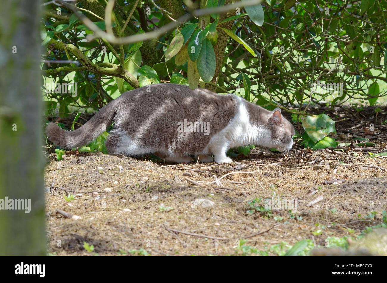 British shorthair cat hunting in the bush Stock Photo - Alamy
