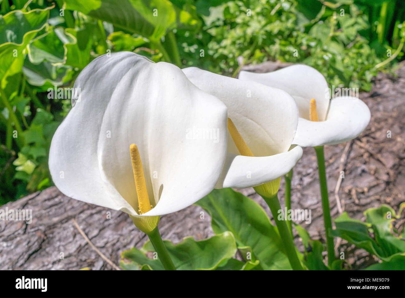Three White Calla Lilies, next to a log Stock Photo - Alamy