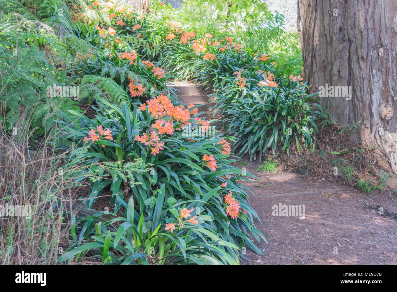 Fire Lilies High Resolution Stock Photography and Images - Alamy