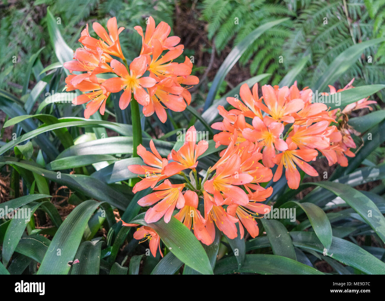 Fire lilies hi-res stock photography and images - Alamy