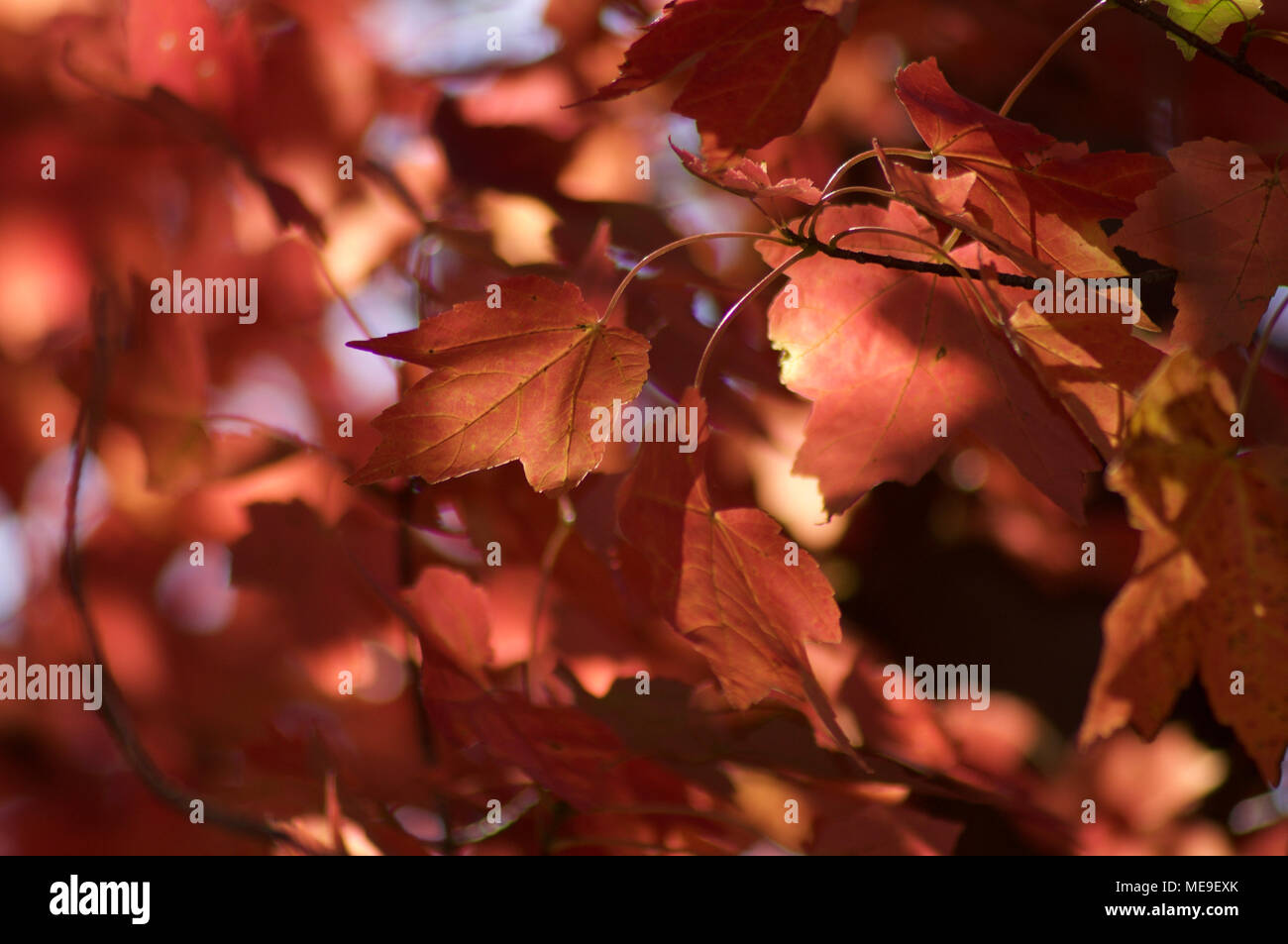 Omaha forest hi-res stock photography and images - Alamy