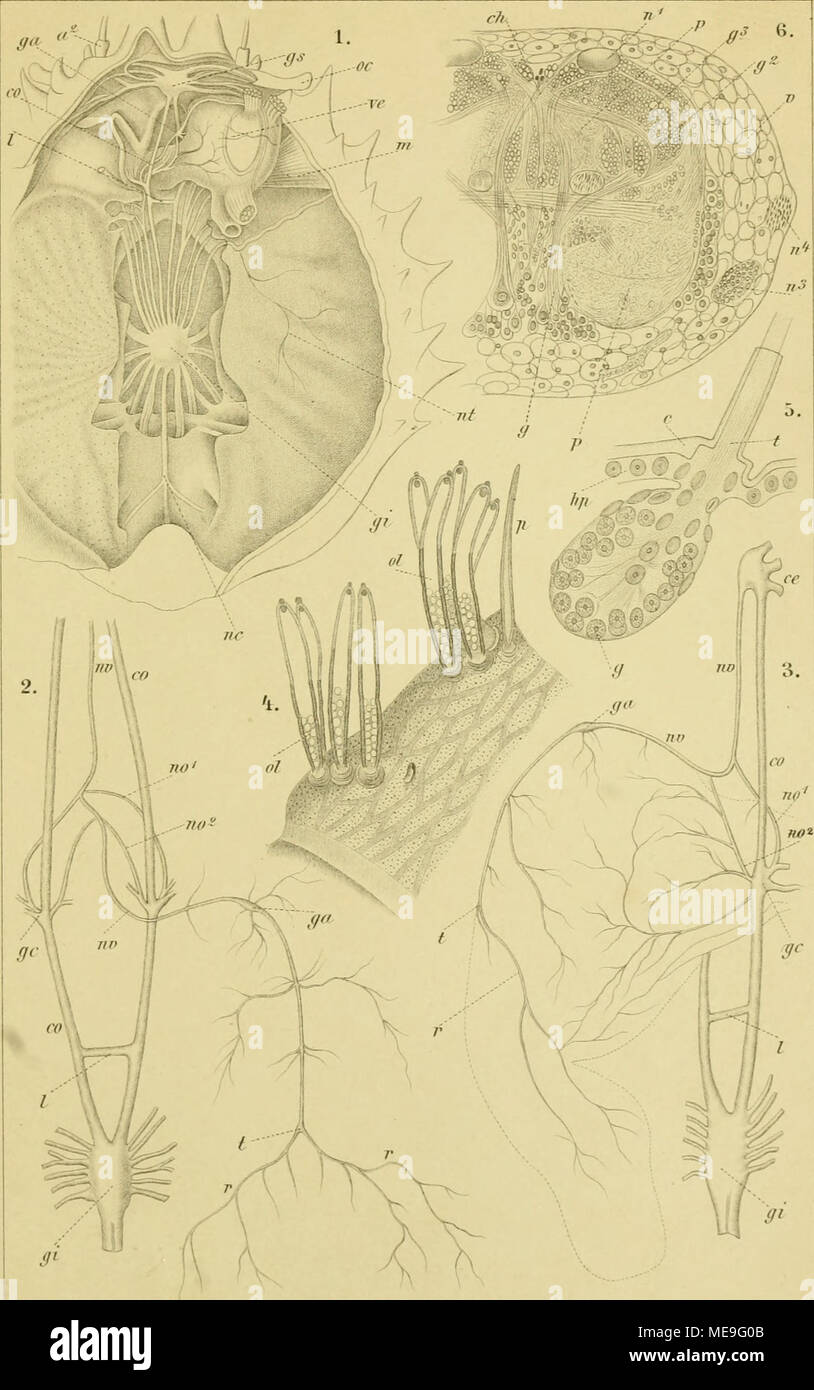 . Die Klassen und Ordnungen der Arthropoden : wissenschaftlich ...