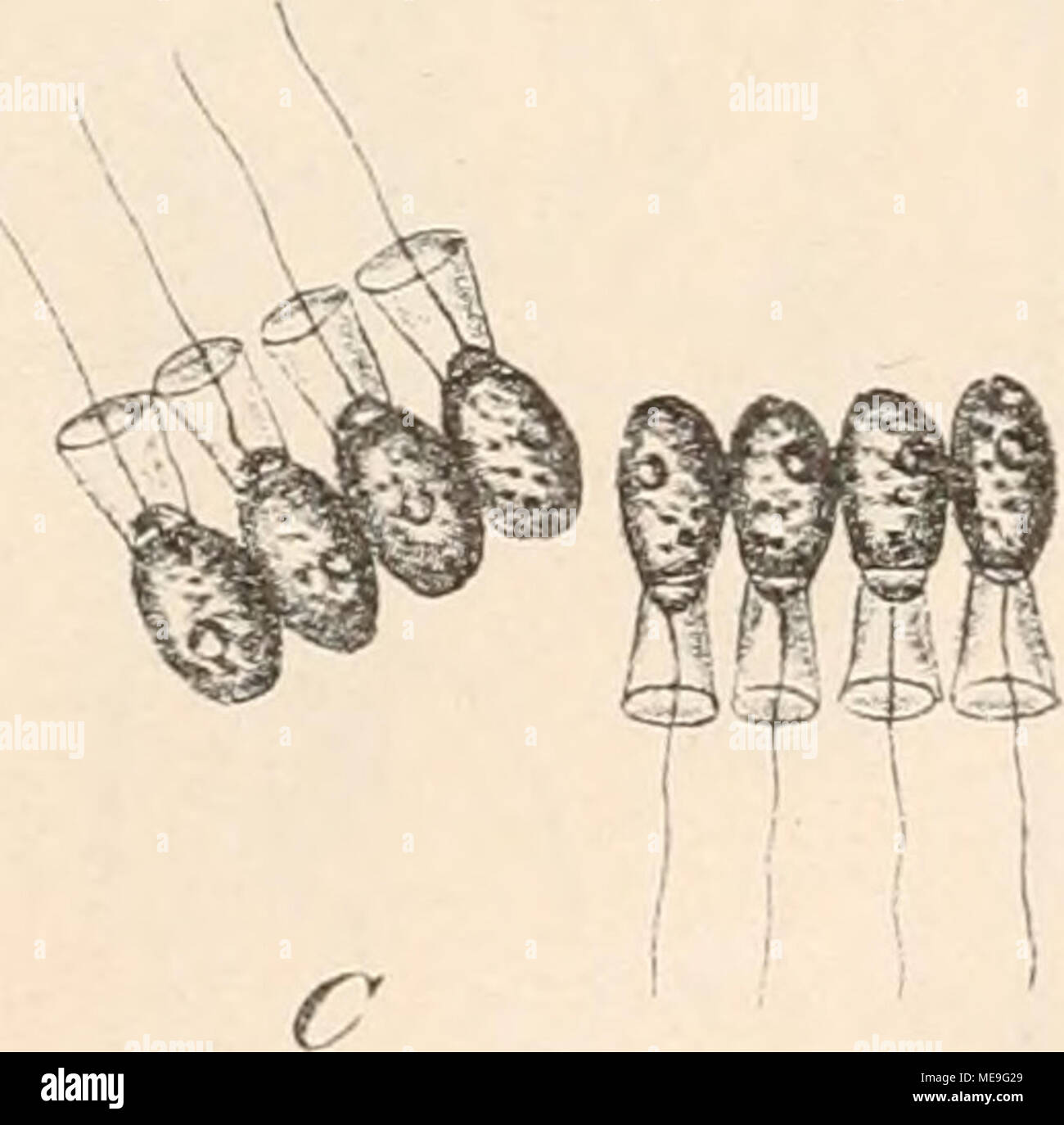 650 arten hi-res stock photography and images - Alamy