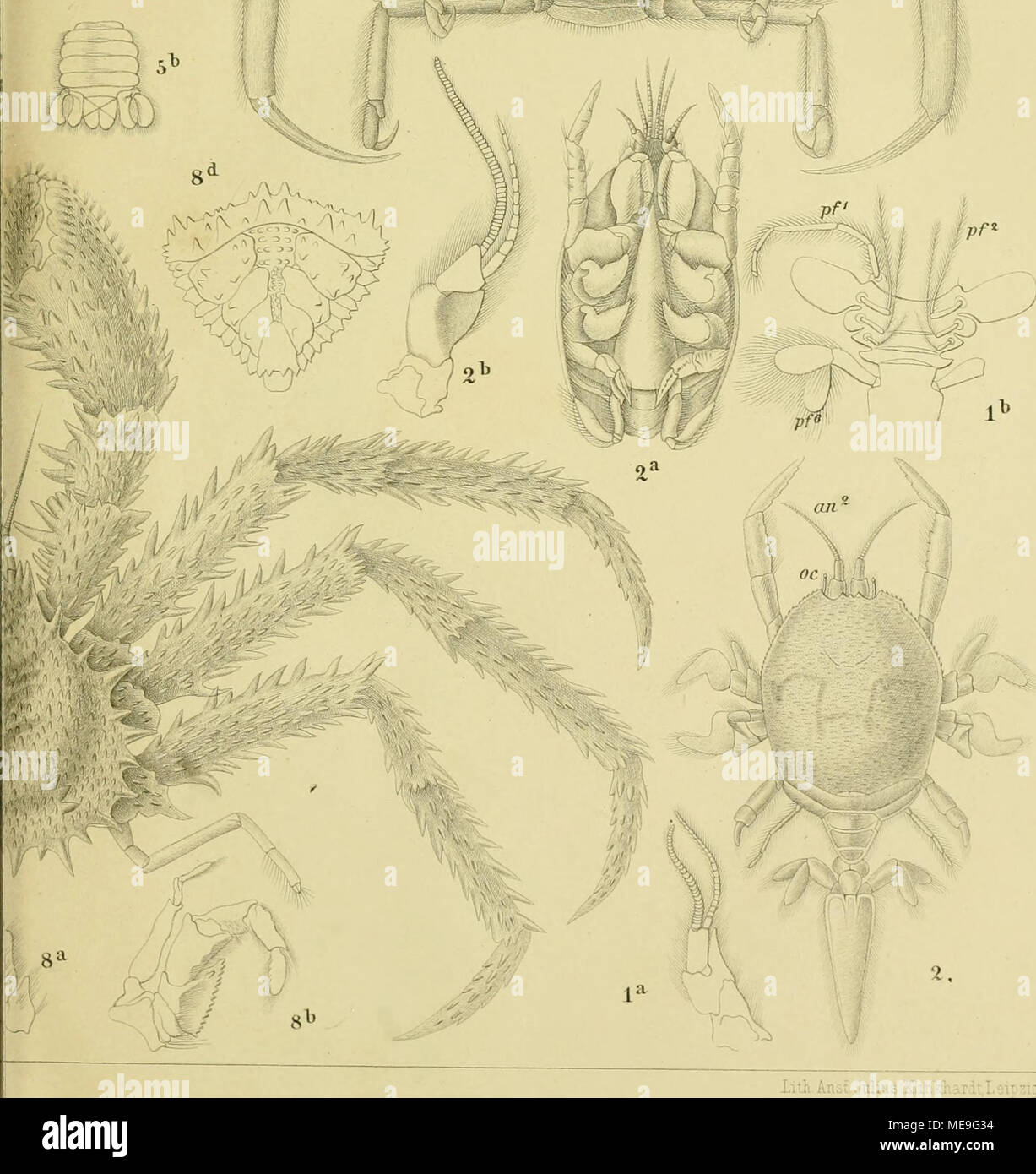 . Die Klassen und Ordnungen der Arthropoden : wissenschaftlich ...