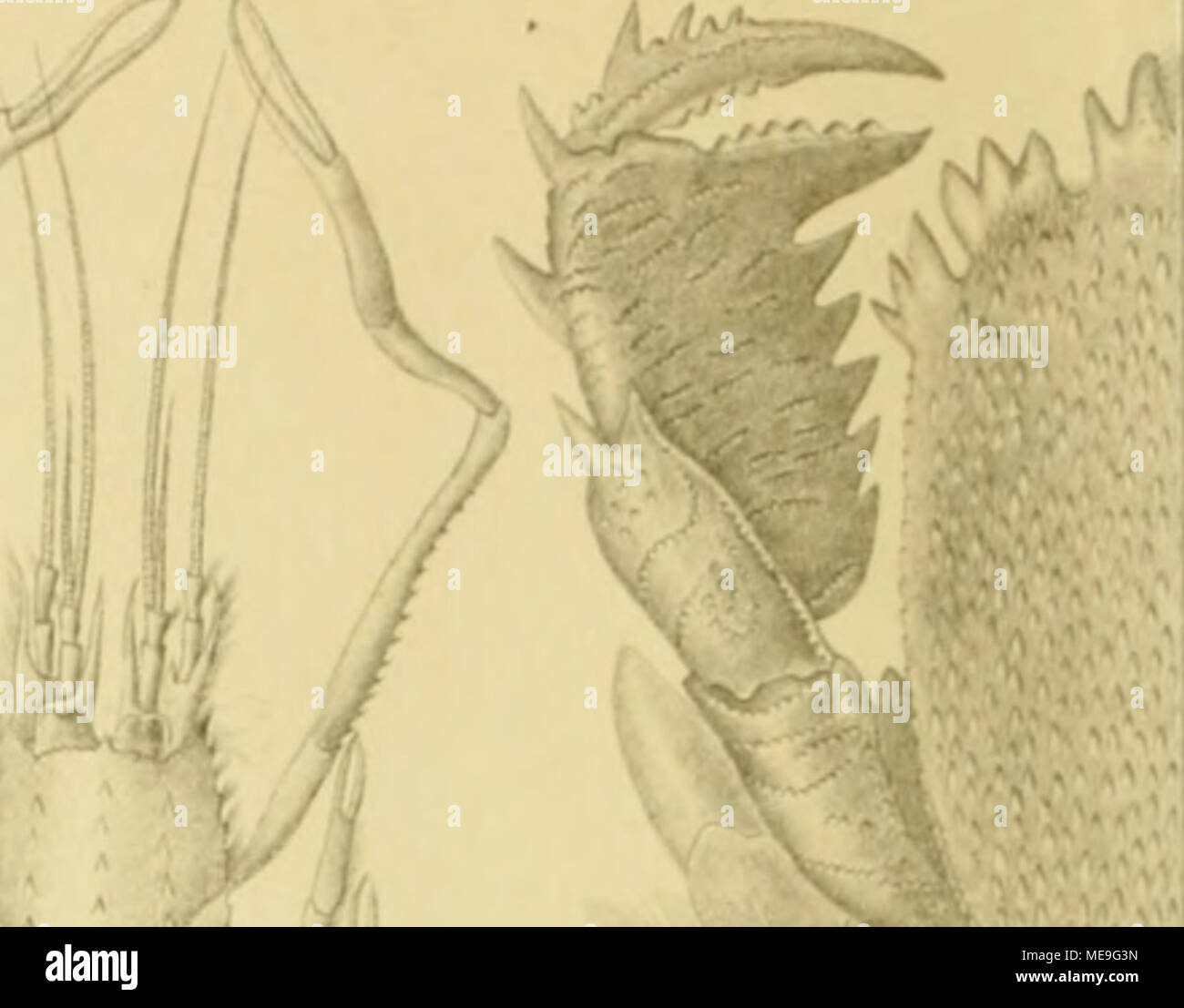 . Die Klassen und Ordnungen der Arthropoden : wissenschaftlich ...