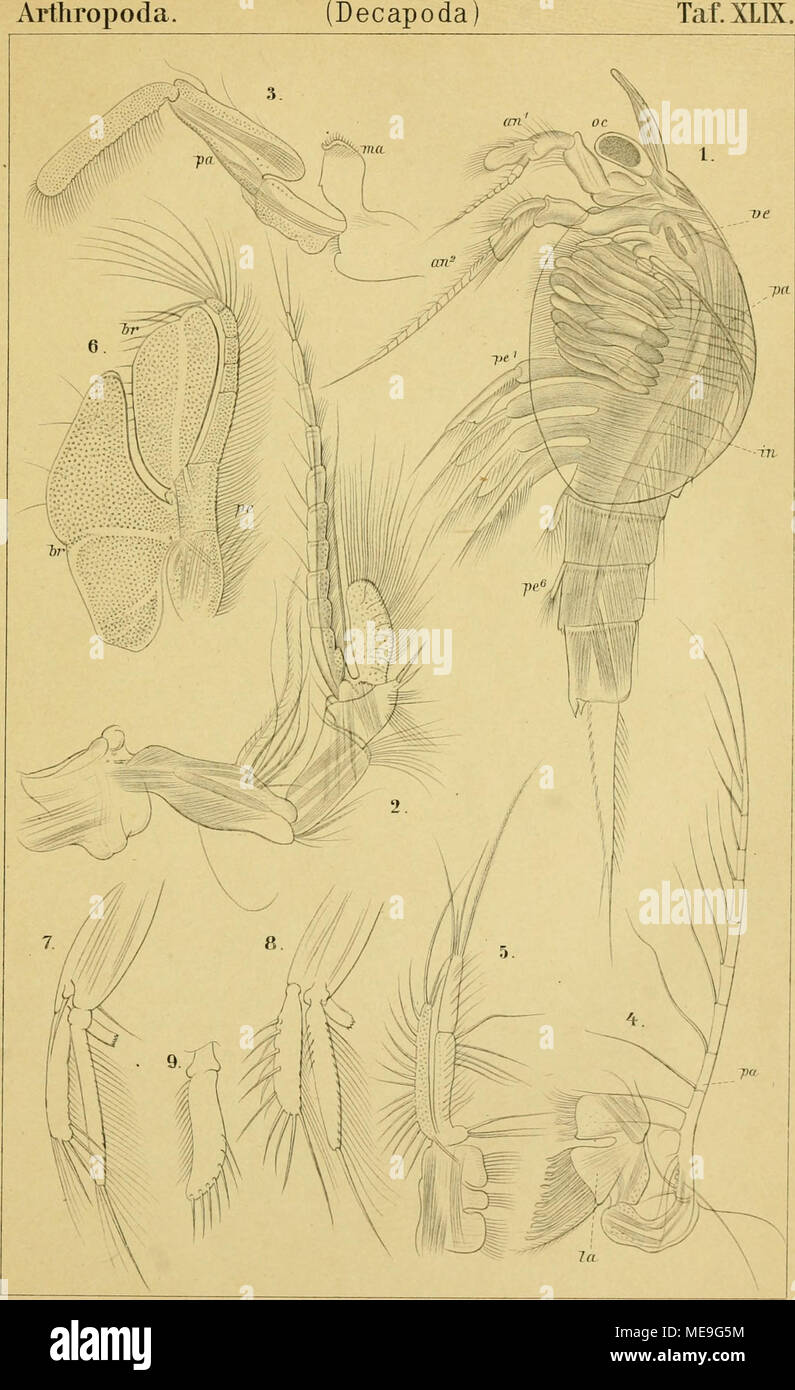 Arthropoden arthropoden hi-res stock photography and images - Alamy