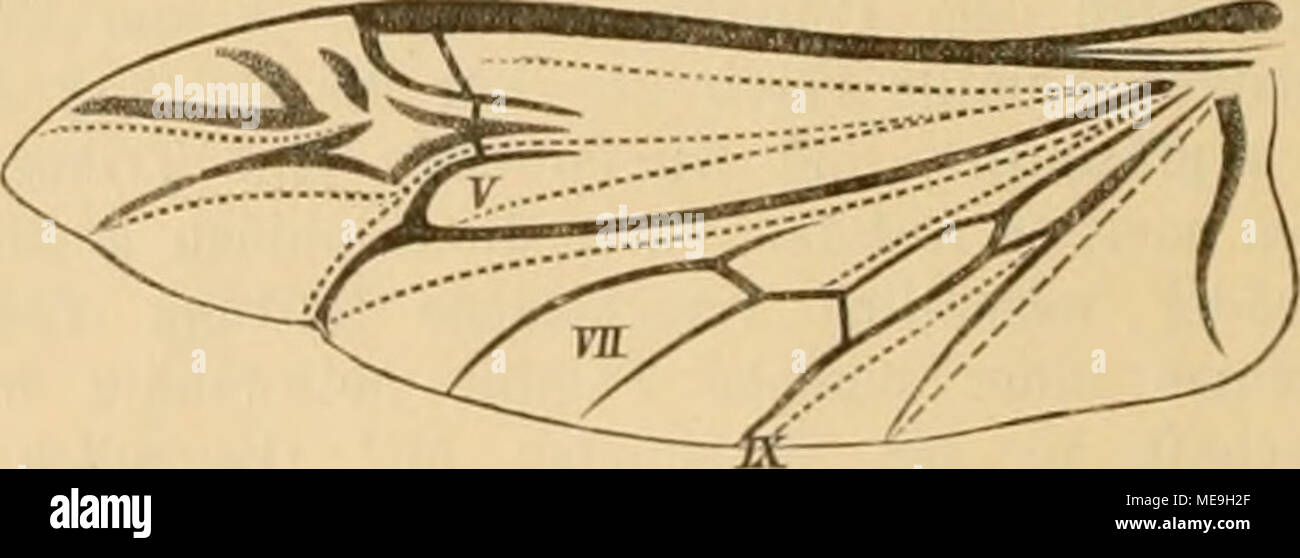 Erotylidae hi-res stock photography and images - Alamy