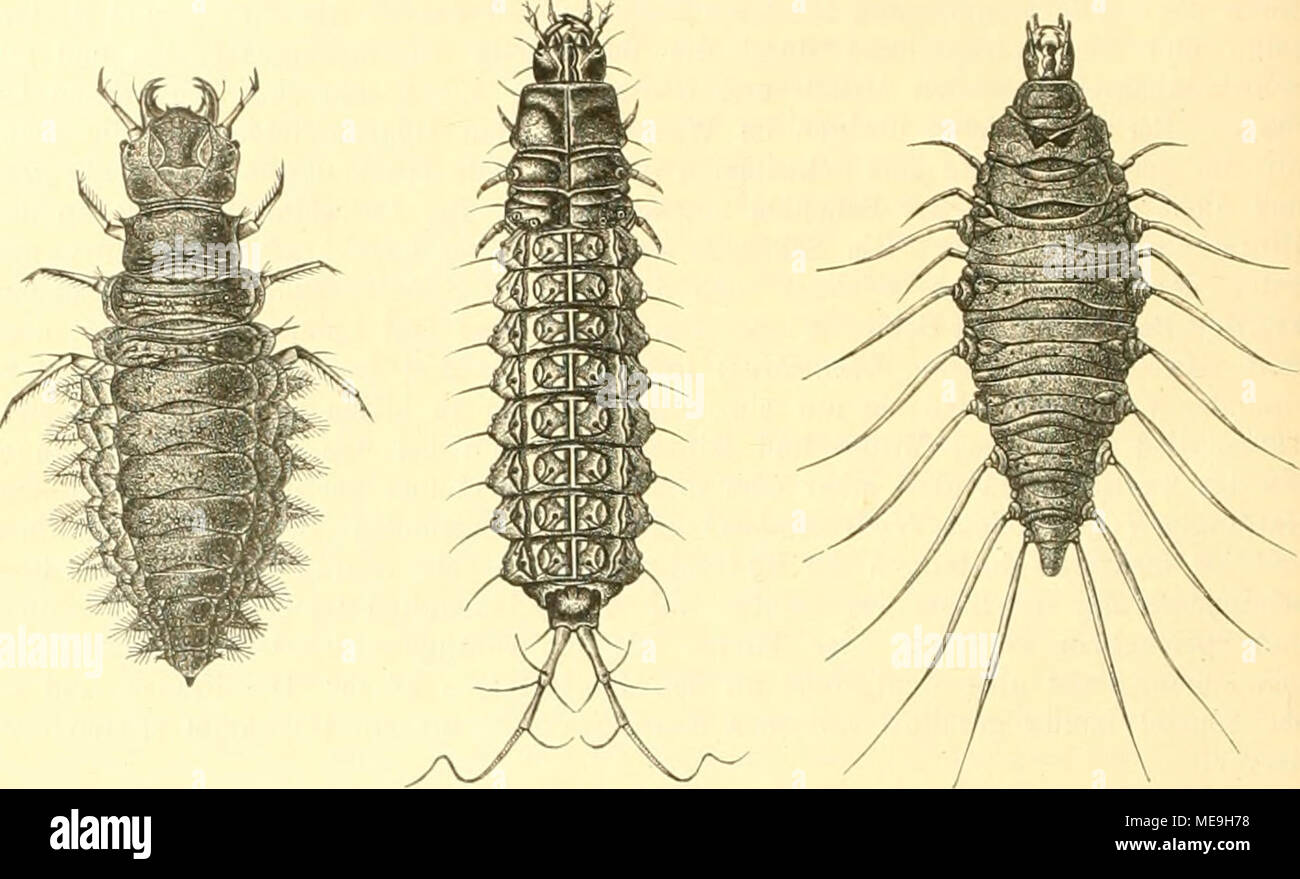 Berosus hi-res stock photography and images - Alamy