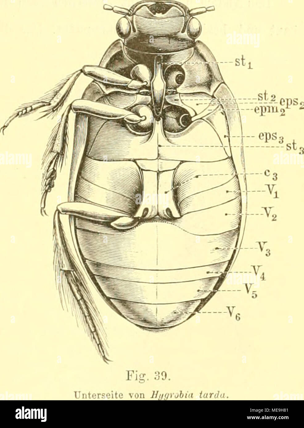 Metasternum High Resolution Stock Photography and Images - Alamy
