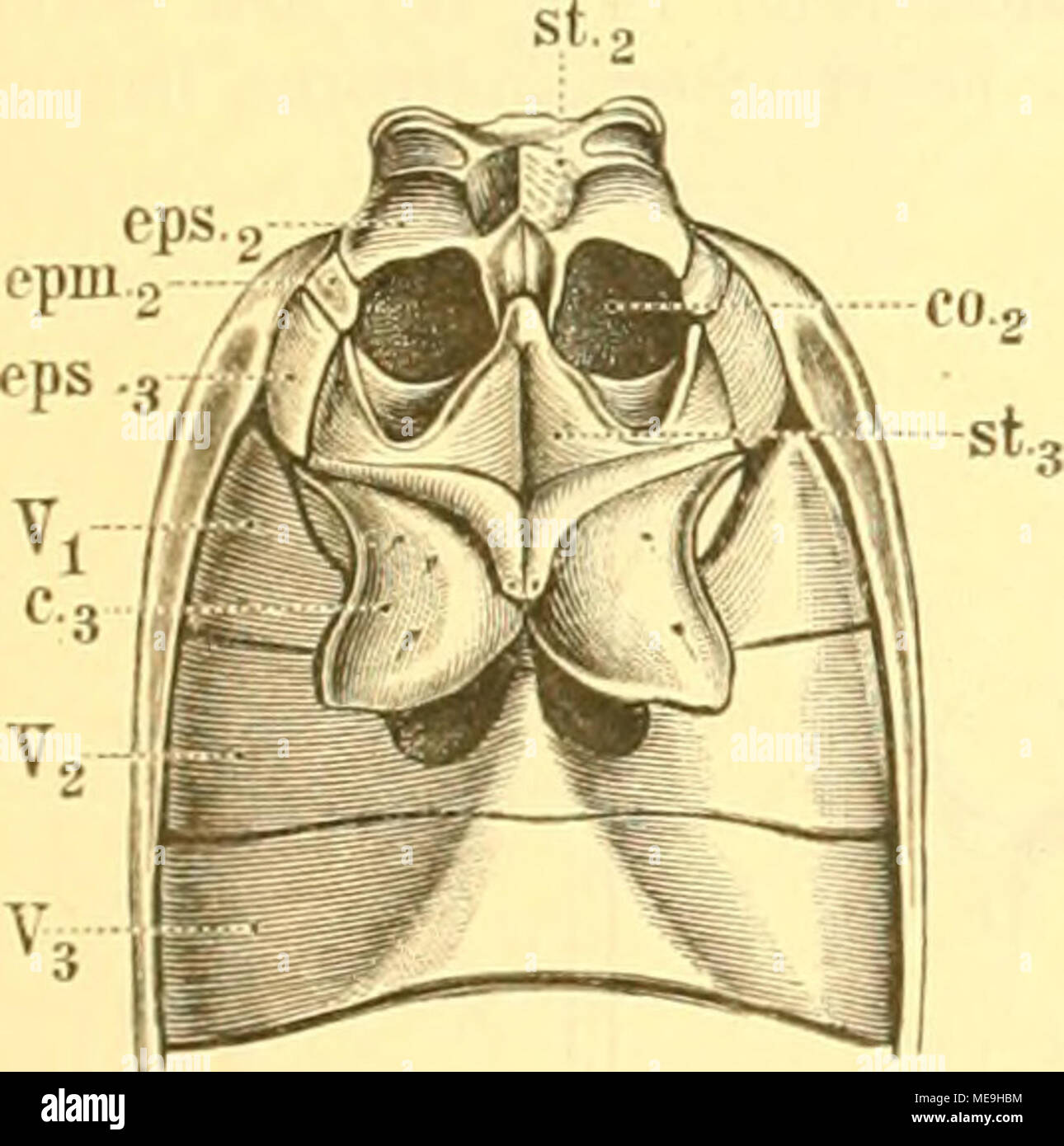Metathorax hi-res stock photography and images - Alamy