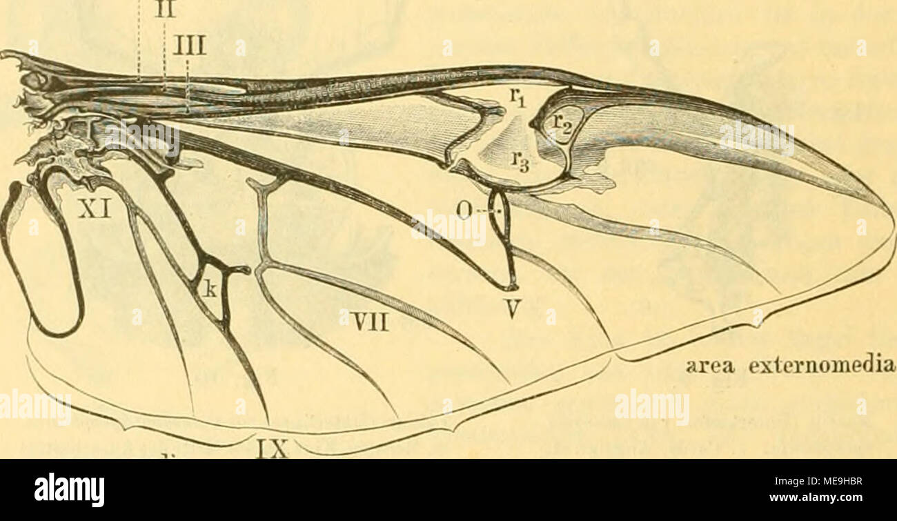 77 venascapnlaris hi-res stock photography and images - Alamy