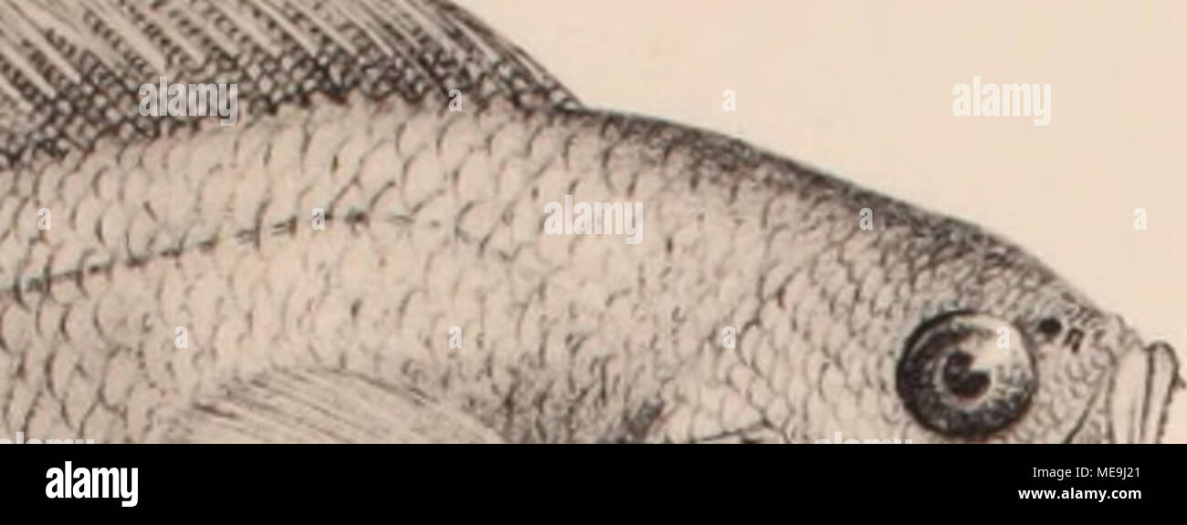 . Die japanische Knochenfische der Sammlungen Haberer und Doflein . ^â ...