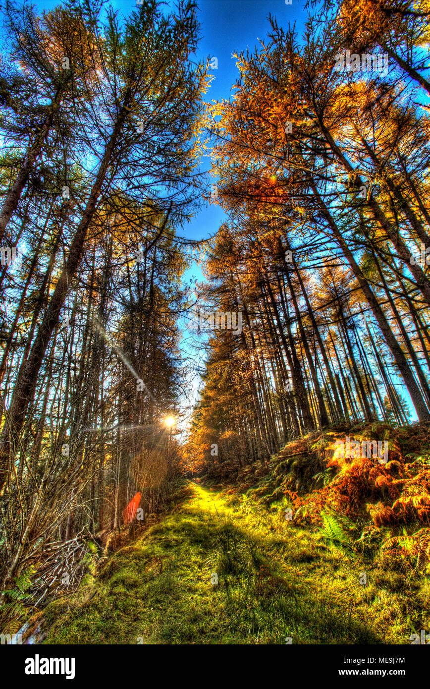 Loch Ness, Scotland. Artistic autumnal view of pine trees in the Camus ...