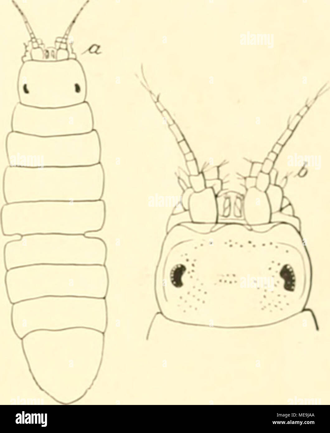 Rudimenta hi-res stock photography and images - Alamy