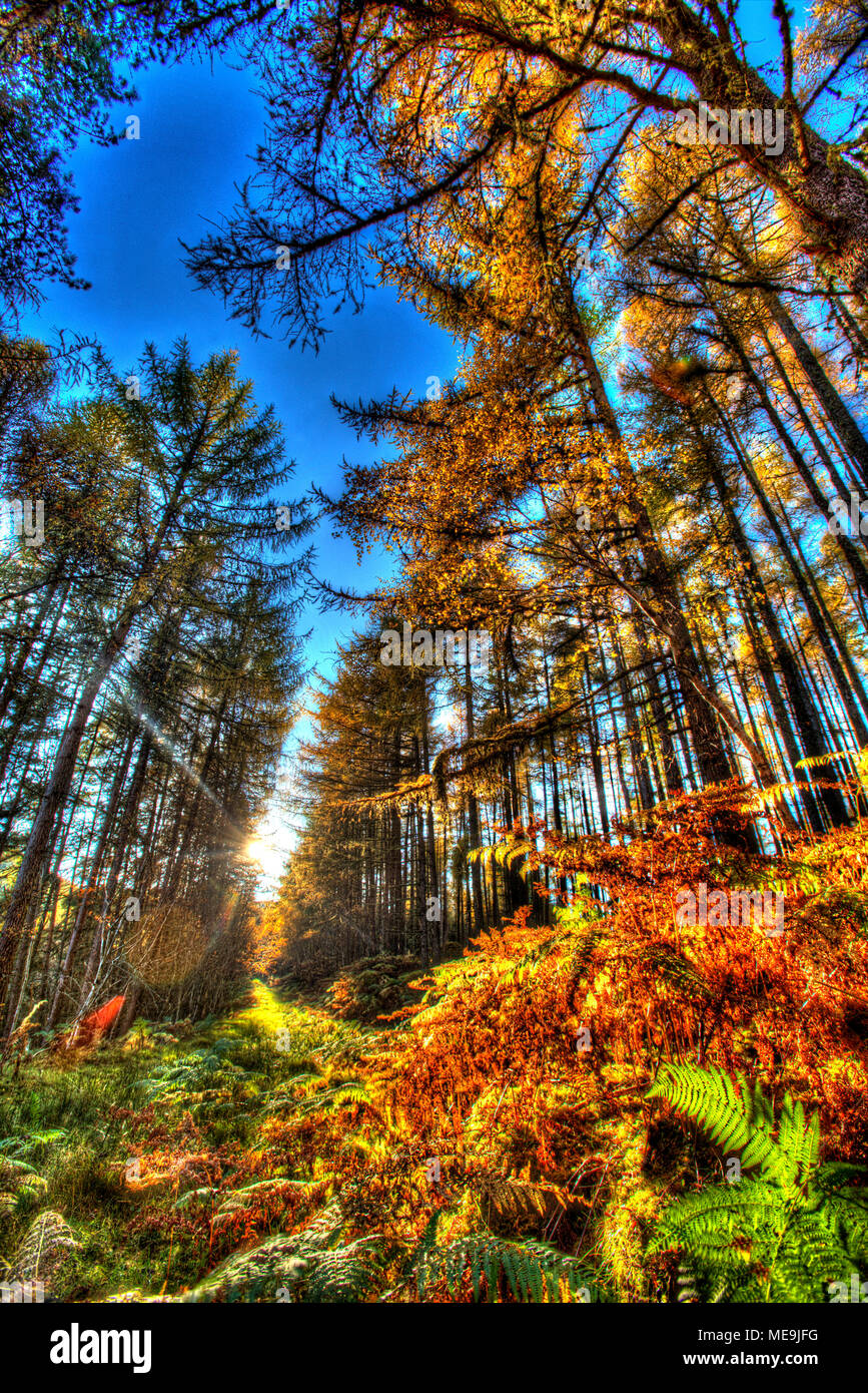 Loch Ness, Scotland. Artistic autumnal view of pine trees in the Camus ...