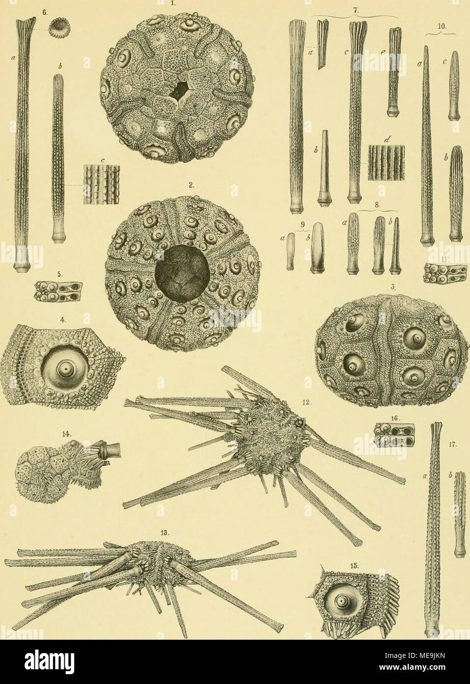 . Die Japanischen Seeigel . Gez. von Döderleiu und Scharfenberger ...