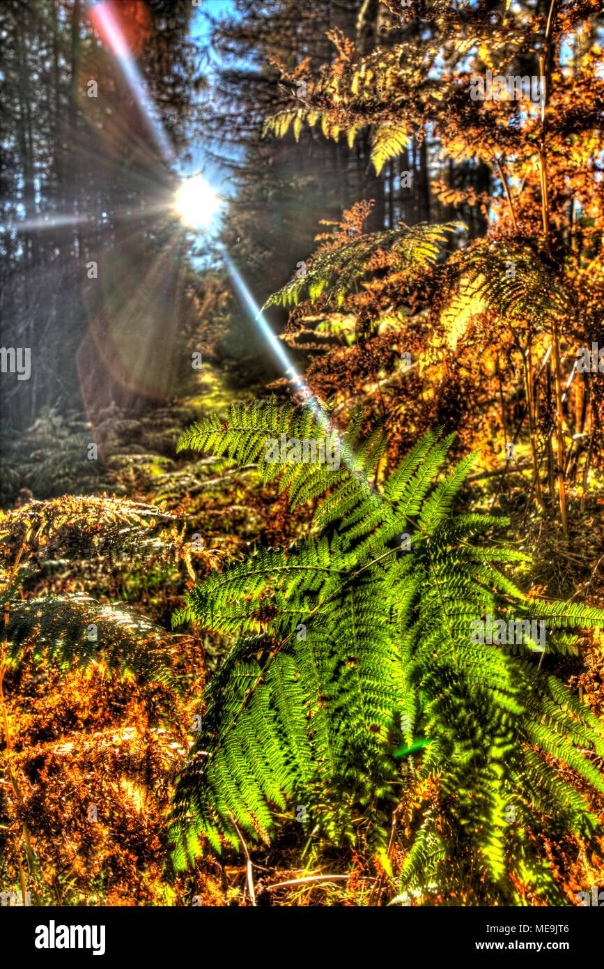 Loch Ness, Scotland. Artistic autumnal view of fern and pine trees in ...