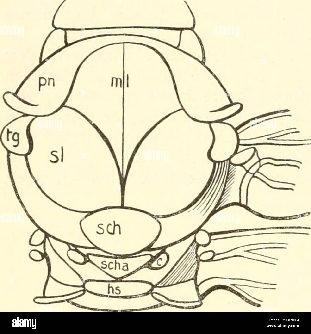 . Die insekten Mitteleuropas insbesondere Deutschlands . Abb. 6. Thorax ...