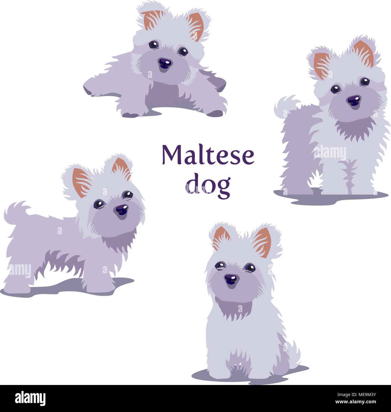 Maltese Dog Stock Vector Images - Alamy