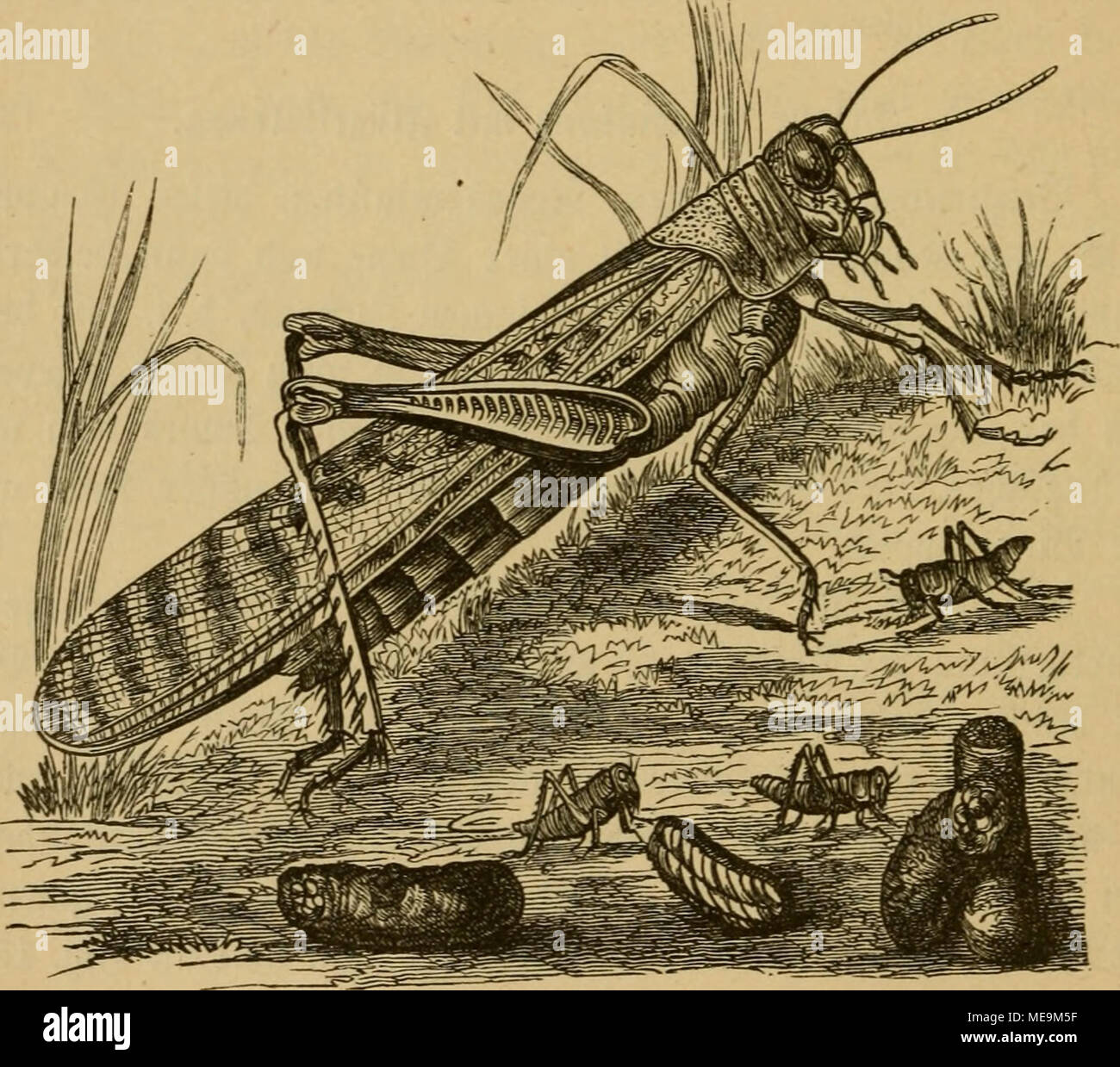 . Die Insekten . 5i9- 165. SBanberl^eujd^tetfe (Acridmm) mit ^Jungen ...