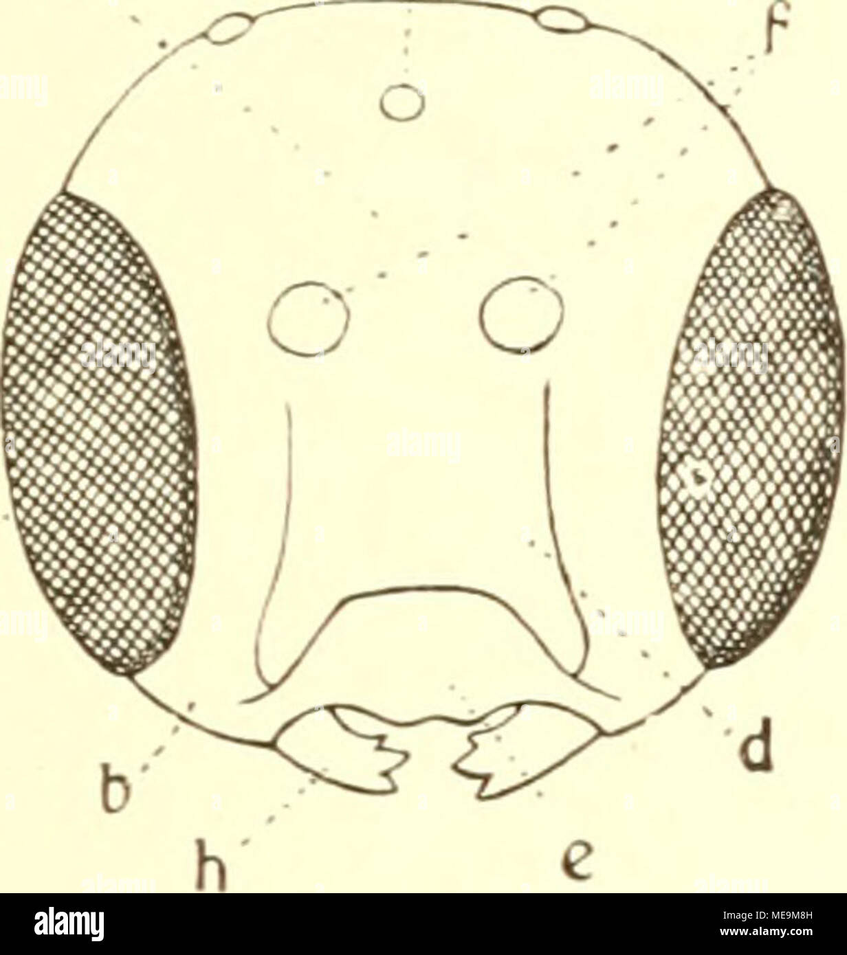 . Die insekten Mitteleuropas insbesondere Deutschlands . Abb. 1. Kopf ...